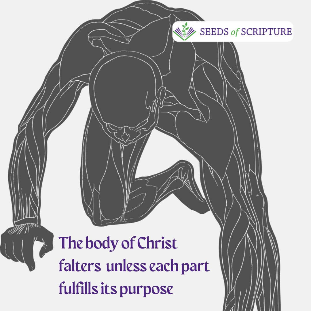 Why is the Church called the Body of Christ? - Seeds of Scripture