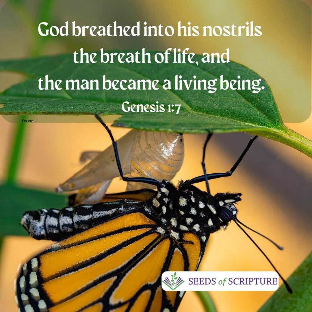 Better Than a Do-Over: New Life in Jesus - Seeds of Scripture